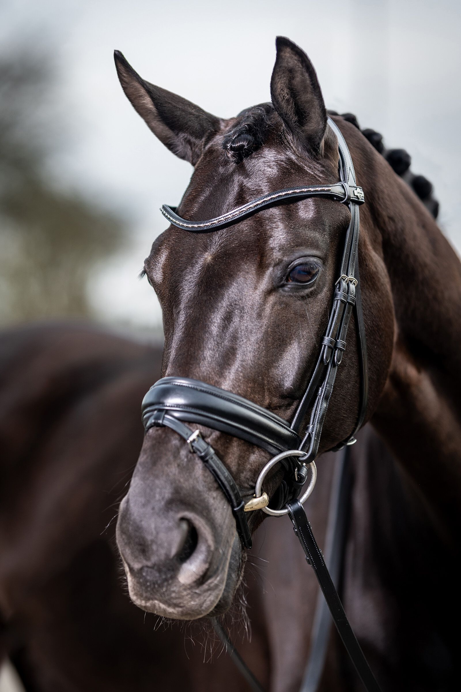 Dressage bridle store